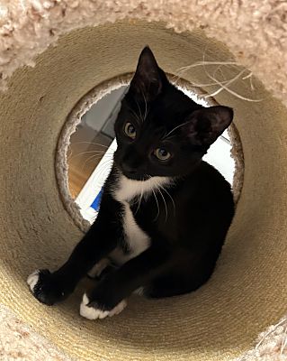 Harrison, NY - Domestic Shorthair. Meet Toulouse a Pet for Adoption ...
