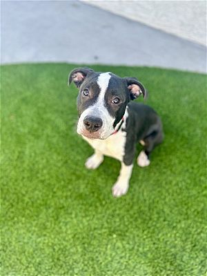 Las Vegas, NV - Boxer. Meet Tosh 2.0 a Pet for Adoption - AdoptaPet.com