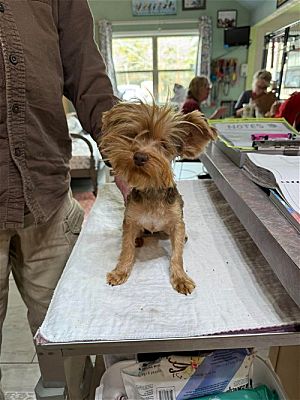 Benton, LA - Yorkie, Yorkshire Terrier. Meet Staci (NOT YET AVAILABLE ...