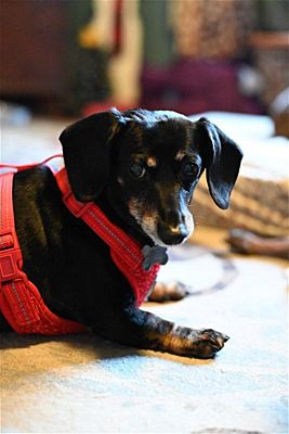 Brookfield, CT - Dachshund. Meet Sugar4 a Pet for Adoption - AdoptaPet.com