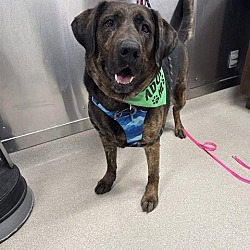 Fairbanks, AK - Mastiff/Labrador Retriever. Meet SHADOW a Pet for ...