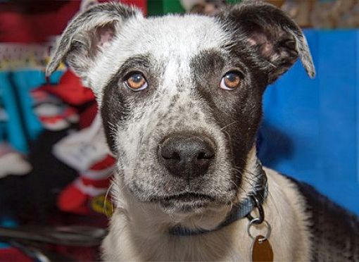 Prescott, AZ - Great Pyrenees/Cattle Dog. Meet Ava a Pet for Adoption ...