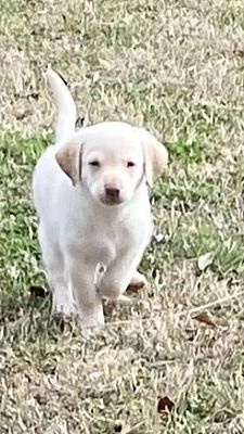 Rome, GA - Labrador Retriever. Meet Cobie a Pet for Adoption ...