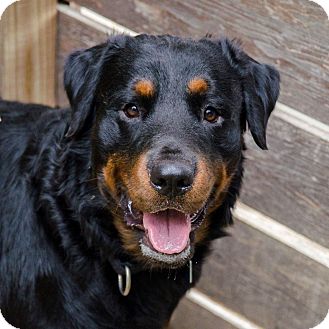 Houston, TX - Rottweiler. Meet Hegen a Pet for Adoption.