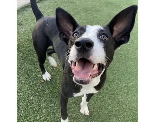 Austin, TX - Boston Terrier/Italian Greyhound. Meet Frost Nova a Pet ...