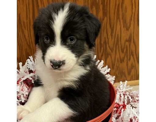 Maple Grove, MN - Australian Shepherd. Meet Ryder a Pet for Adoption ...