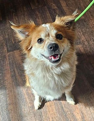Newport, OR - Pomeranian/Australian Cattle Dog. Meet SPUNKI a Pet for ...