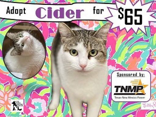 Alvin, TX - Domestic Shorthair. Meet Cider a Pet for Adoption ...
