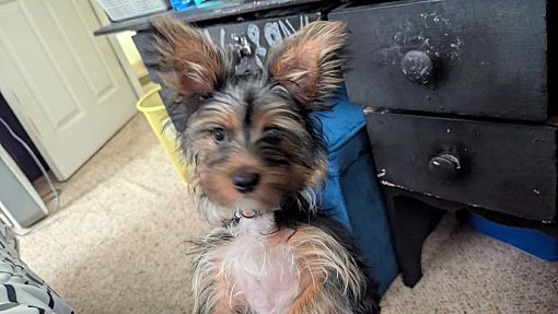 Kalamazoo, MI - Yorkie, Yorkshire Terrier/Pomeranian. Meet Rowdy a Pet ...
