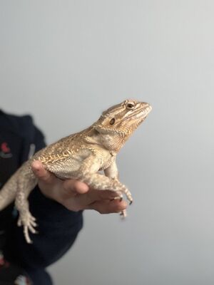 Kitchener, ON - Lizard. Meet Duchess - Kitchener a Pet for Adoption ...