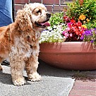 Cocker Spaniel Puppies - Rescue and Adoption Near You