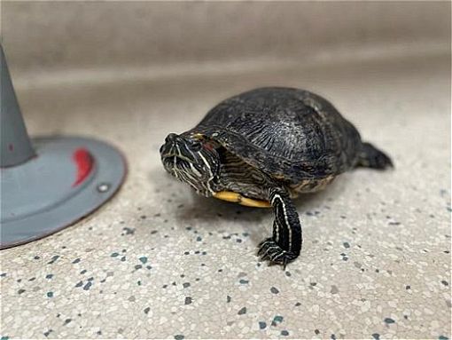 Fairbanks, AK - Turtle - Other. Meet ASHLEY a Pet for Adoption ...