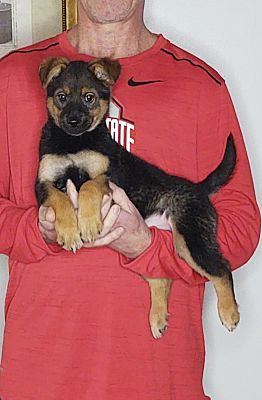 Pittsburgh, PA - German Shepherd Dog. Meet Cinnamon a Pet for Adoption ...