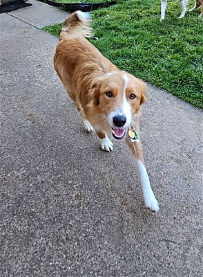 Pueblo West, CO - Collie/Border Collie. Meet Clancy pka Quincy a Pet ...