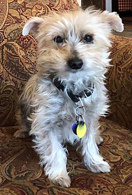Knoxville, TN - Yorkie, Yorkshire Terrier. Meet Finn a Pet for Adoption ...