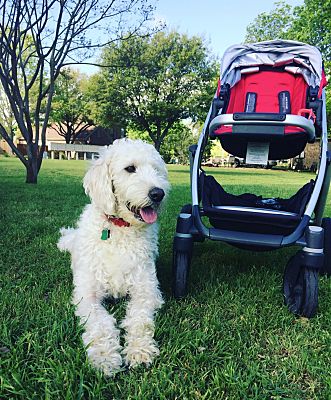 Cedar Park, TX - Labradoodle. Meet Desmo a Pet for Adoption - AdoptaPet.com