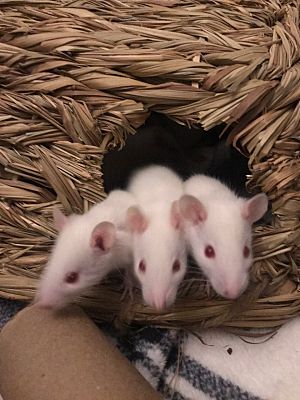Philadelphia, PA - Rat. Meet RIVERSIDE/BURLINGTO NJ BABIES! a Pet for ...