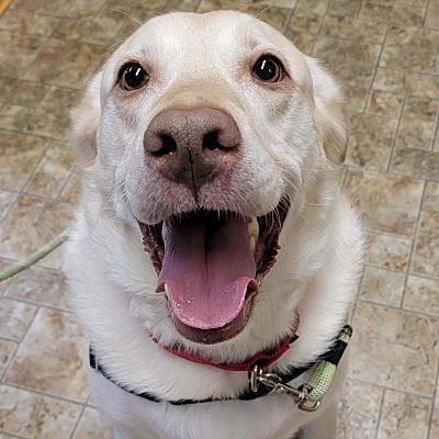 Aberdeen, WA - Labrador Retriever. Meet Ranger a Pet for Adoption ...