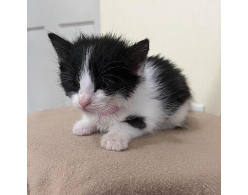 Springfield, OH - Domestic Shorthair. Meet Boa a Pet for Adoption ...