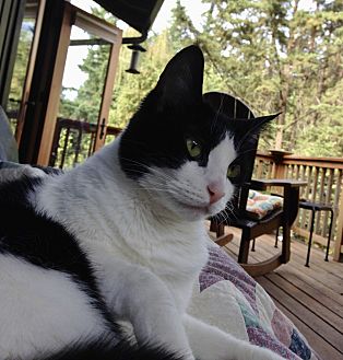 Portland, OR - Domestic Mediumhair. Meet Nina a Pet for Adoption.