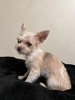 Torrance, CA - Yorkie Poo. Meet Shay a Pet for Adoption - AdoptaPet.com