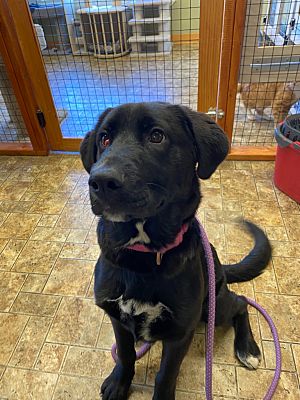 Aberdeen, WA - Labrador Retriever. Meet Nessie a Pet for Adoption ...