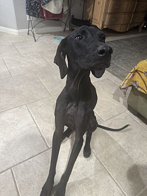 La Quinta, CA - German Shorthaired Pointer/Great Dane. Meet Winston a ...