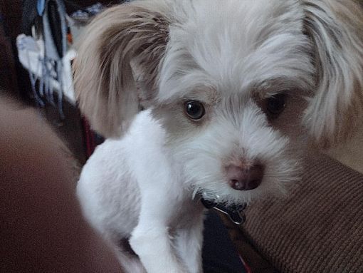 Simi Valley, CA - Maltese/Poodle (Miniature). Meet Bridget a Pet for ...