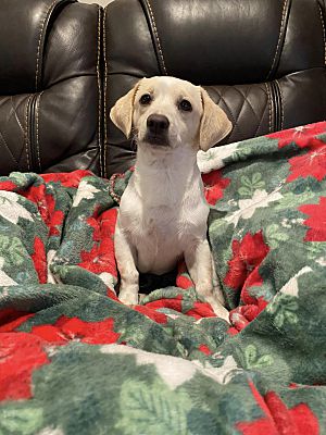 Inverness, FL - Chiweenie/Mixed Breed (Small). Meet Berry a Pet for ...