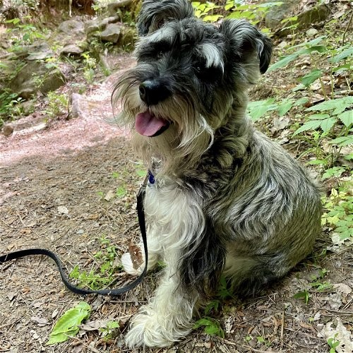 Adopt Gwen a Gray/Silver/Salt & Pepper - with Black Standard Schnauzer ...