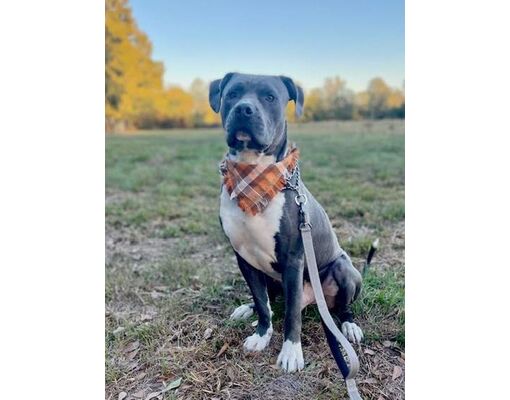 Baton Rouge, LA - American Pit Bull Terrier. Meet Zuko* a Pet for ...