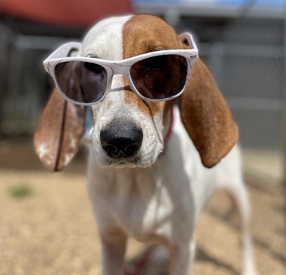 Birmingham, AL - Hound (Unknown Type). Meet Betty a Pet for Adoption ...