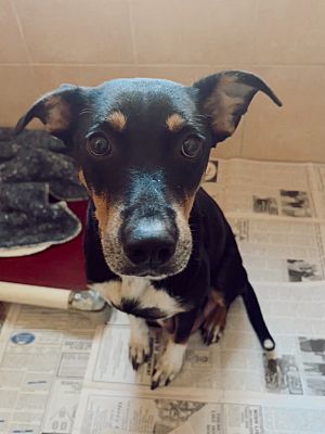 Rossville, TN - Labrador Retriever. Meet Zee a Pet for Adoption ...