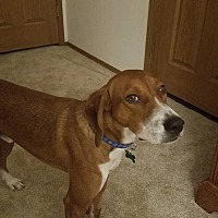 Adoptable Pets – Rover Rescue