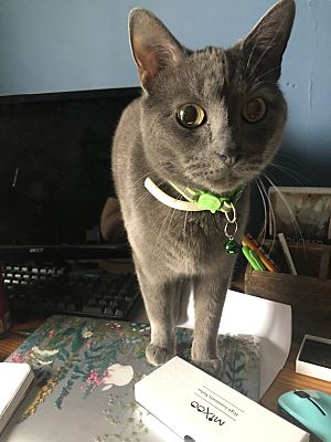 Springfield, OH - Domestic Shorthair. Meet Gandalf a Pet for Adoption ...