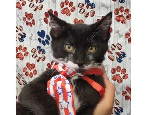 Springfield, OH - Domestic Shorthair. Meet Banyan a Pet for Adoption ...