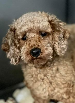Freeport, NY - Poodle (Standard). Meet Butterscotch a Pet for Adoption ...