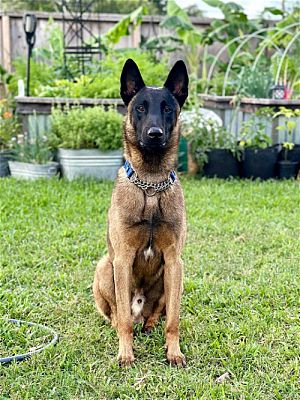 NATION WIDE, TX - Belgian Malinois. Meet Hank - TX a Pet for Adoption ...