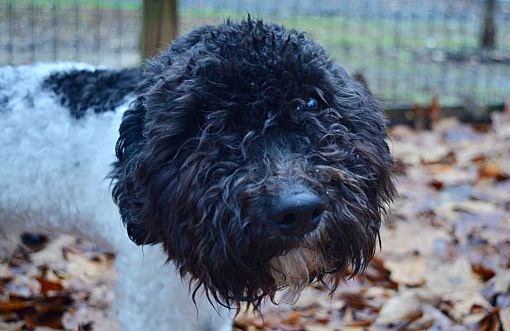 Sandston, VA - Lhasa Apso/Poodle (Miniature). Meet Hayes a Pet for ...