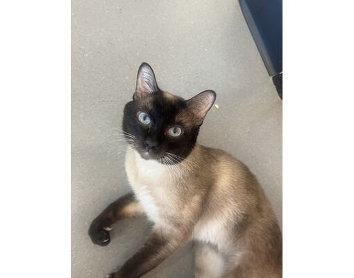 New Castle, DE - Siamese/Mixed Breed (Medium). Meet Rye a Pet for ...
