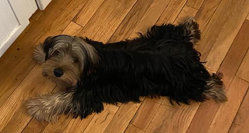 Brunswick, ME - Yorkie, Yorkshire Terrier. Meet Stuart a Pet for ...