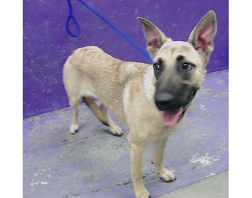 Houston, TX - Belgian Malinois. Meet NALA a Pet for Adoption ...