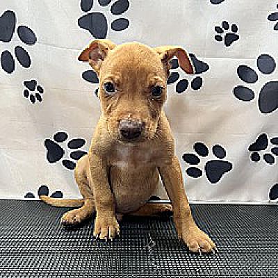 Royal Oak, MI - American Staffordshire Terrier/Terrier (Unknown Type, Medium). Meet Enzo (pup) a ...