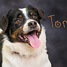 Corgi Puppies - Corgi Rescue and Adoption Near You