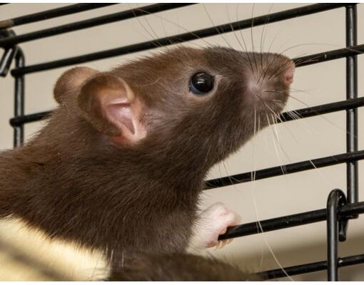 St. Louis, MO - Rat. Meet JACKFRUIT a Pet for Adoption - AdoptaPet.com