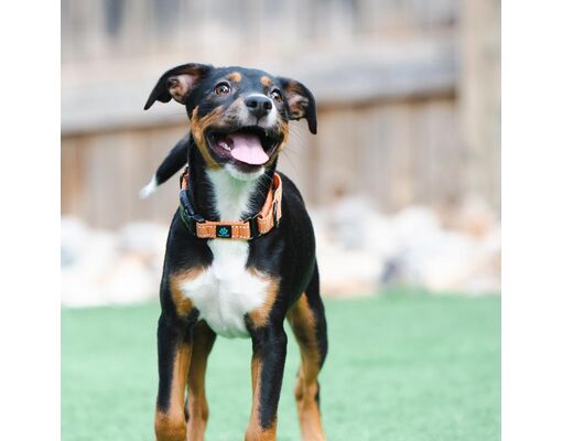 Salem, OR - Beagle/Mixed Breed (Medium). Meet Noel TM a Pet for ...