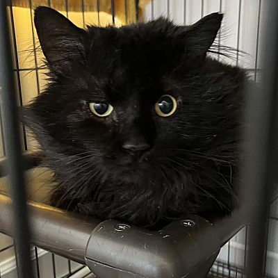 Royal Oak, MI - Domestic Longhair. Meet JAMONTAE a Pet for Adoption ...