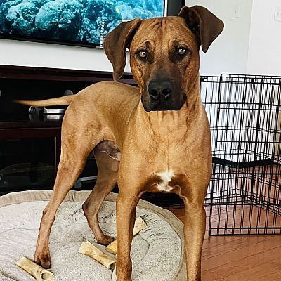 Austin, TX - Rhodesian Ridgeback. Meet Remi a Pet for Adoption ...