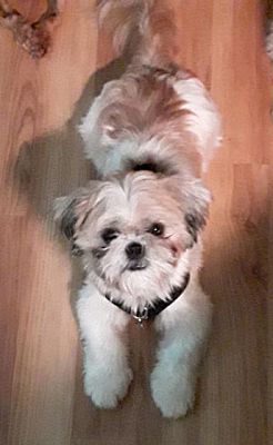 Ladson, SC - Shih Tzu. Meet Ziggy a Pet for Adoption - AdoptaPet.com