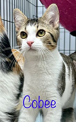 Rome, GA - Domestic Shorthair. Meet Cobee a Pet for Adoption ...